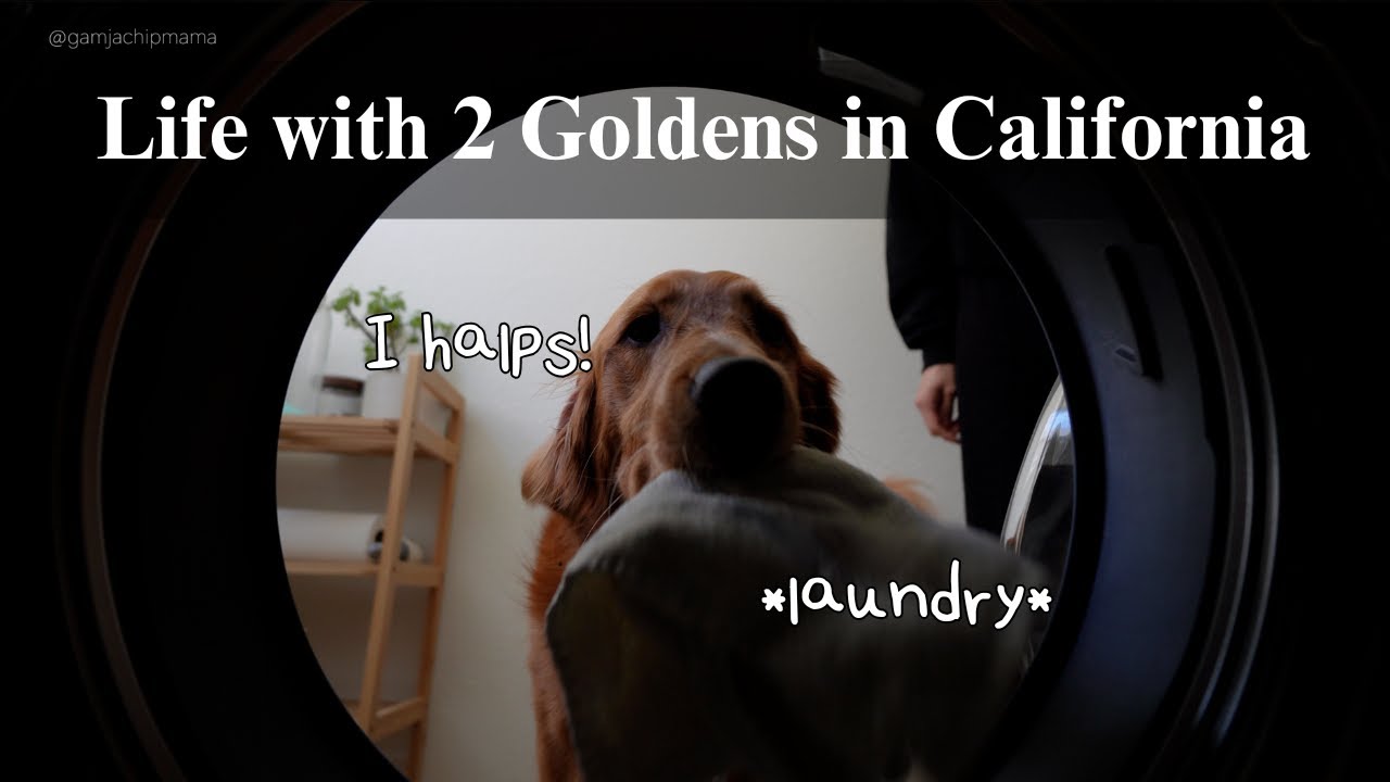 Realistic days of my life with 2 goldens | stay-at-home dog mom ...