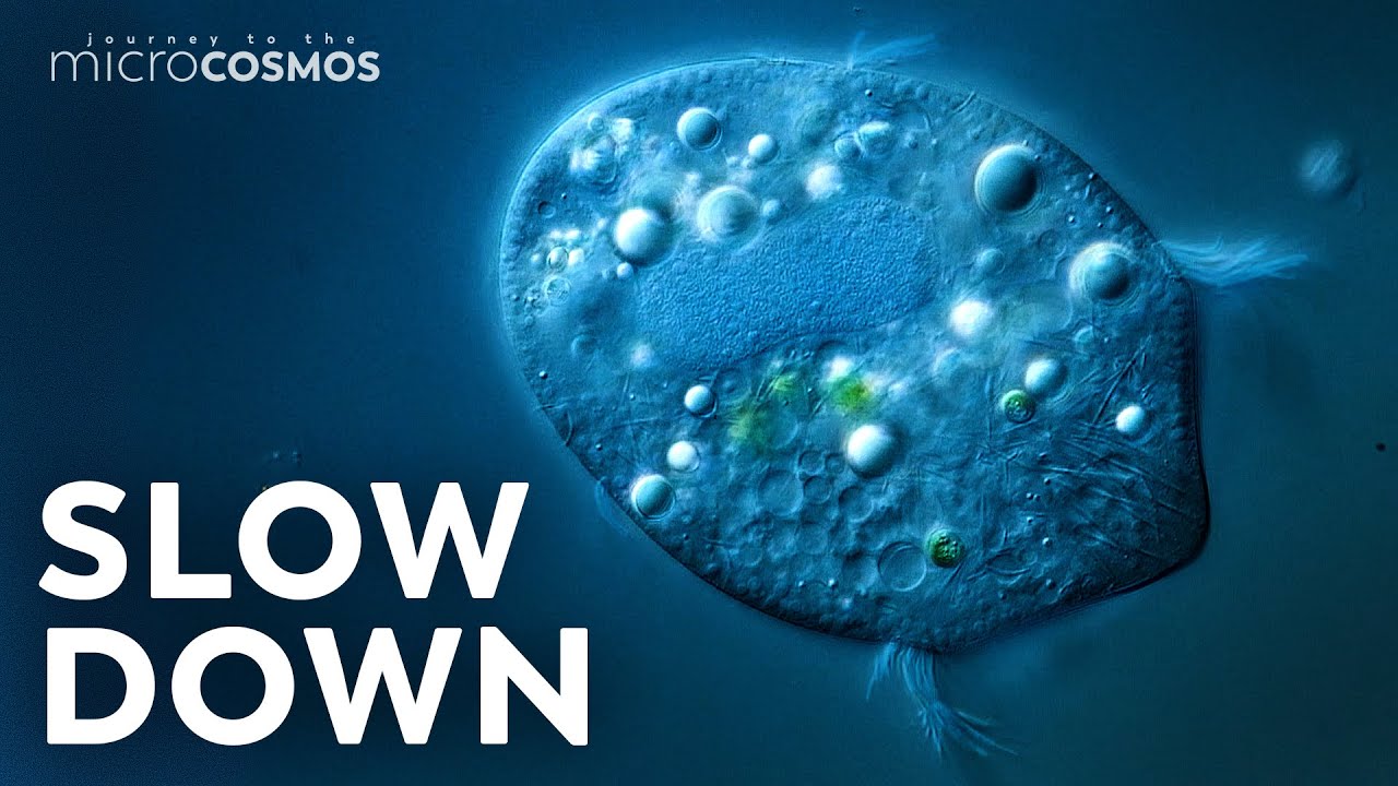 Microbes in Slow Motion - YouTube