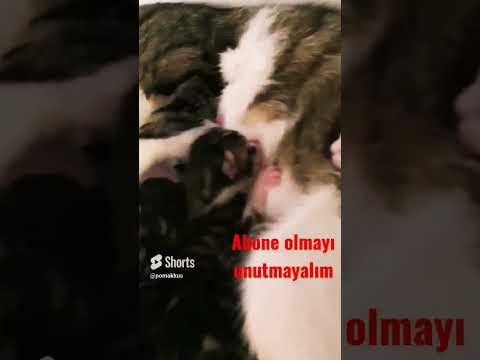 komik muhabbet kuşu shortlarim🐦/eğlenceli kuş  videosu/muhabbet kuşu.
