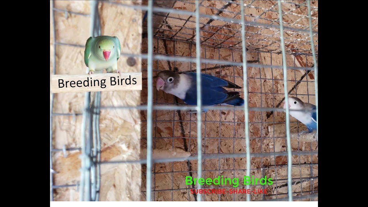Double factor Violet Lovebirds from Breeding Birds - YouTube