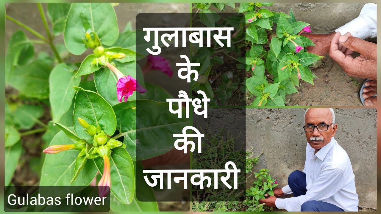गुलाबास के पौधे की जानकारी | Gulabas flower | Gulabas plant | Raj singh ...