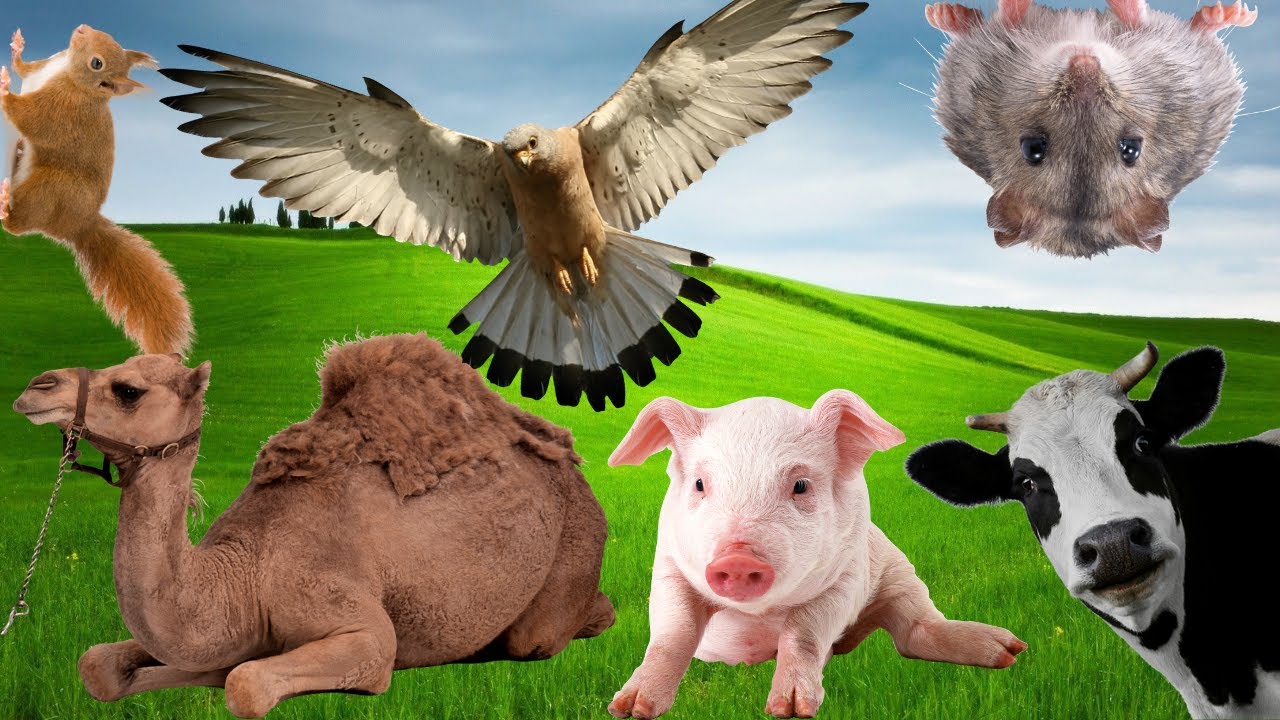 The lives of familiar animals: cats, chickens, horses, ducks, elephants ...