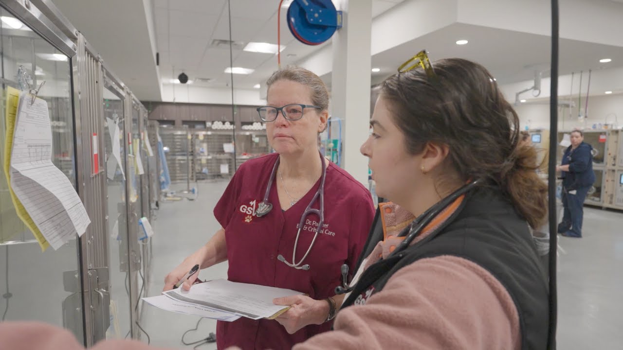 Veritas Internship Program - YouTube