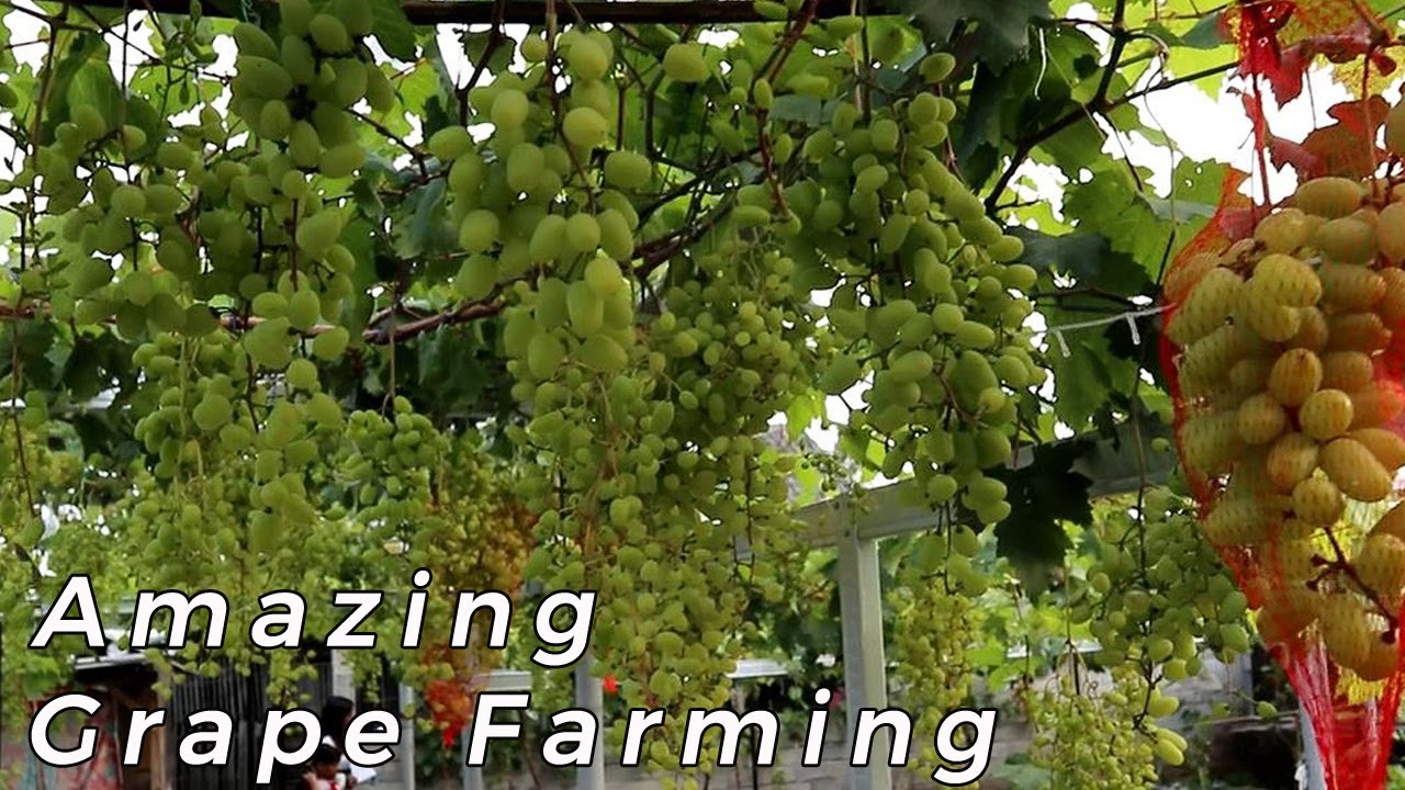 Amazing Grape Farm in The Tropics - YouTube