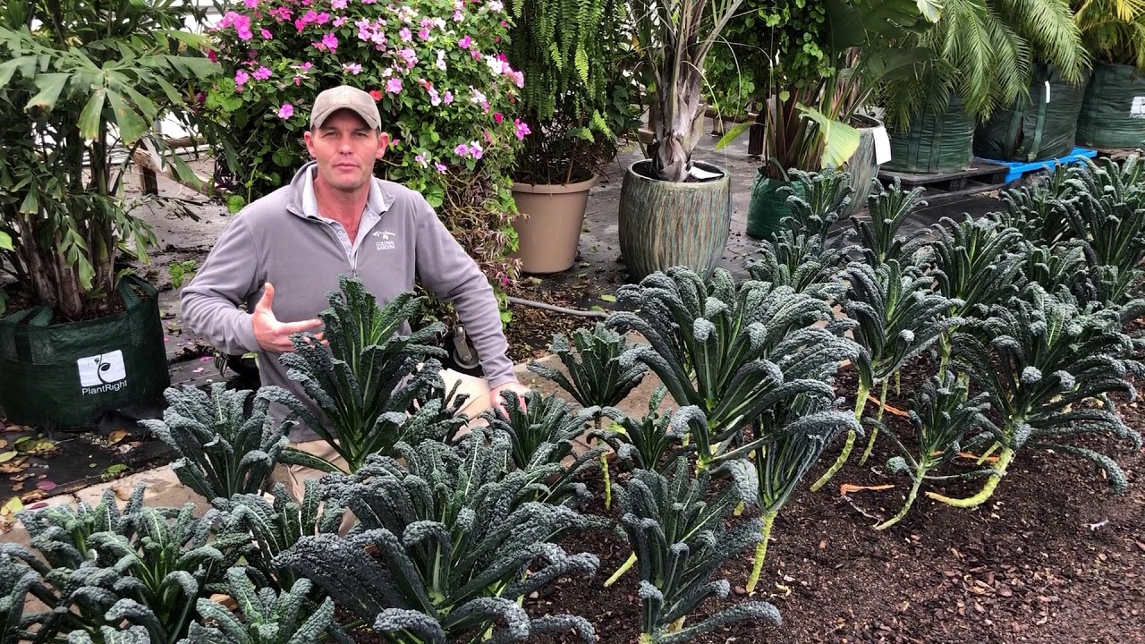 Fresh produce grown at Colonial Gardens - YouTube