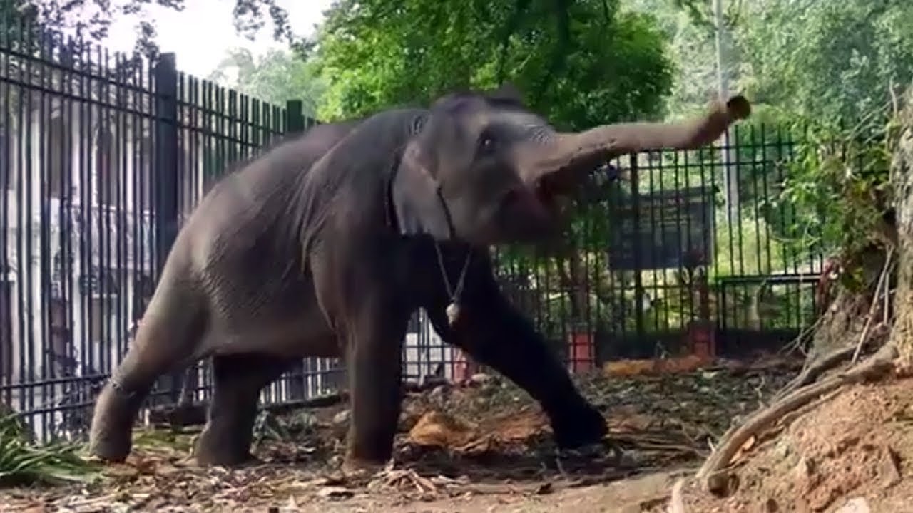 tame elephant trying to escape - YouTube