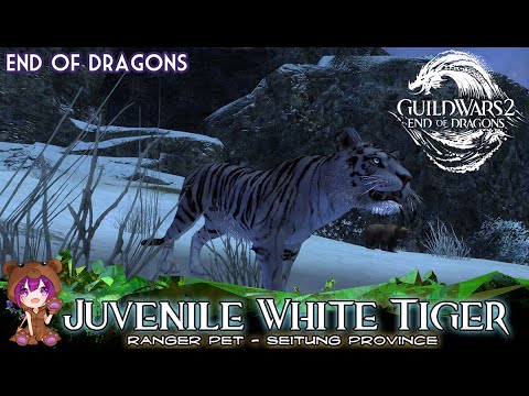 GW2 - Juvenile White Tiger Ranger pet - YouTube