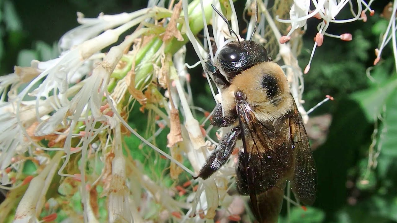 Bottlebrush Buckeye & Pollinators 2 - Eastern Tiger Swallowtail, Honey ...