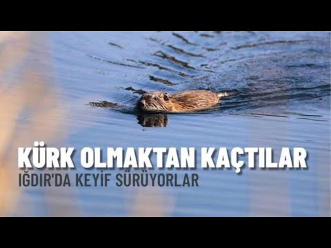 çok nadir görülen su maymunu ığdırda görüntülendi