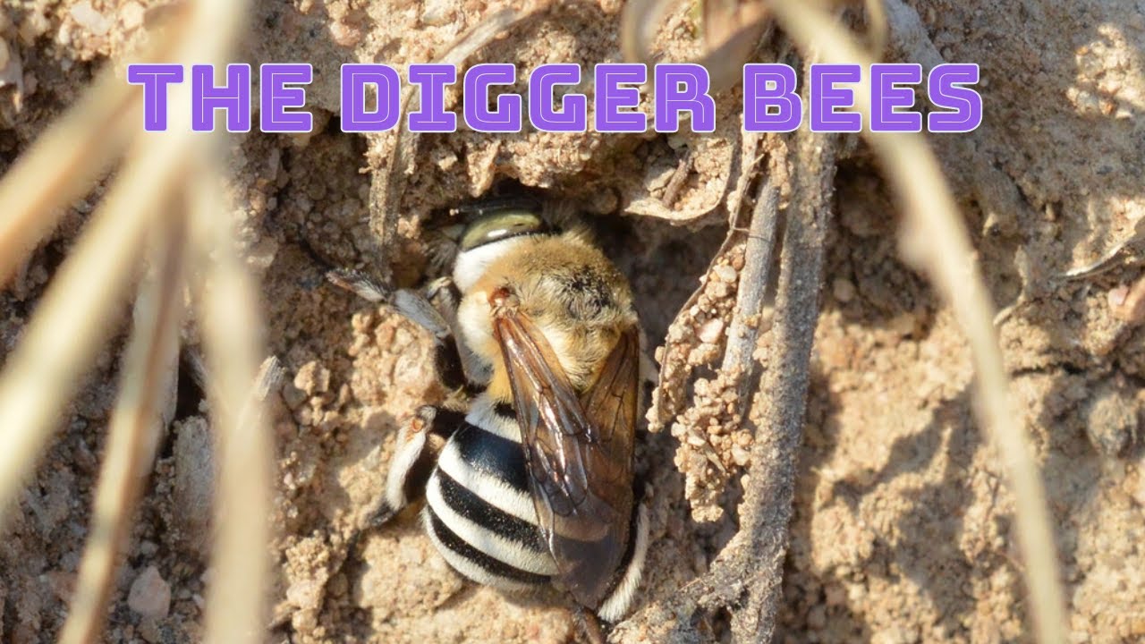 Digger Bees (Amegilla) - Project GNBee Presents Ground Nesting Bee Series #3 - YouTube