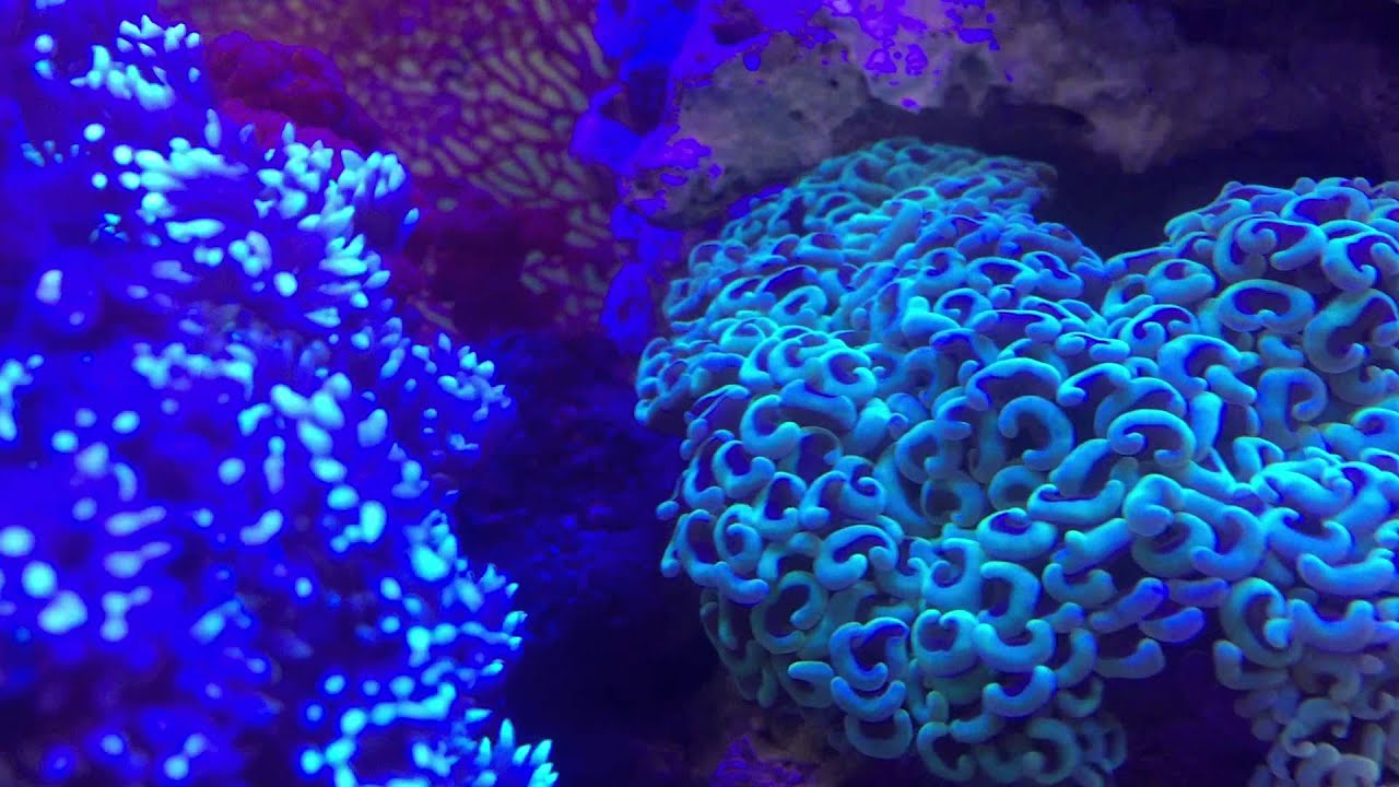 Coral Show - YouTube