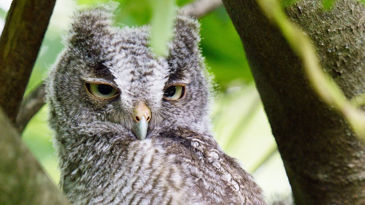 Two Baby Screech Owls In a Tree! | USA [4K] - YouTube