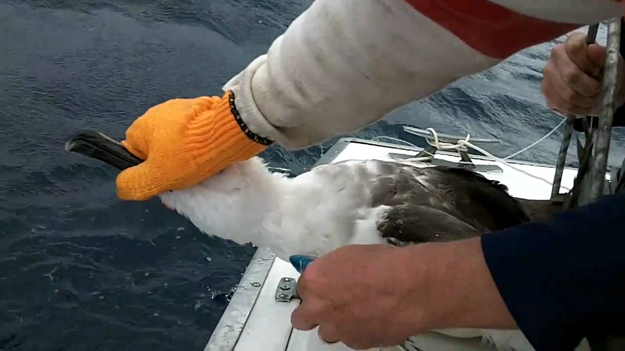 Albatross - Albatroz stuck in a fishing line - 2 - YouTube