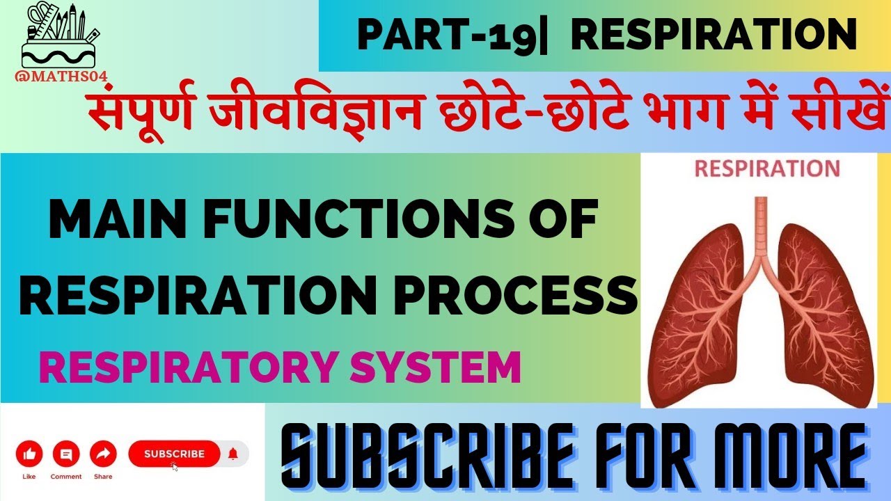 Respiration Process And Their Function | Respiration In Humans | श्वसन ...