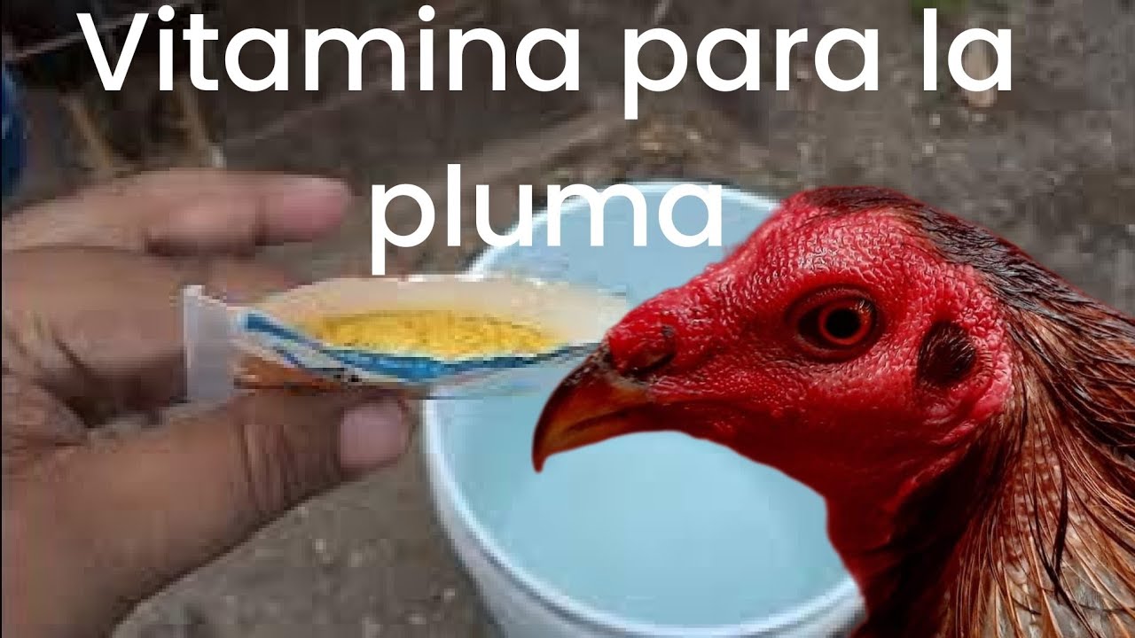 vitaminas para la pelecha de tus gallos @Elpoderdelgallo - YouTube