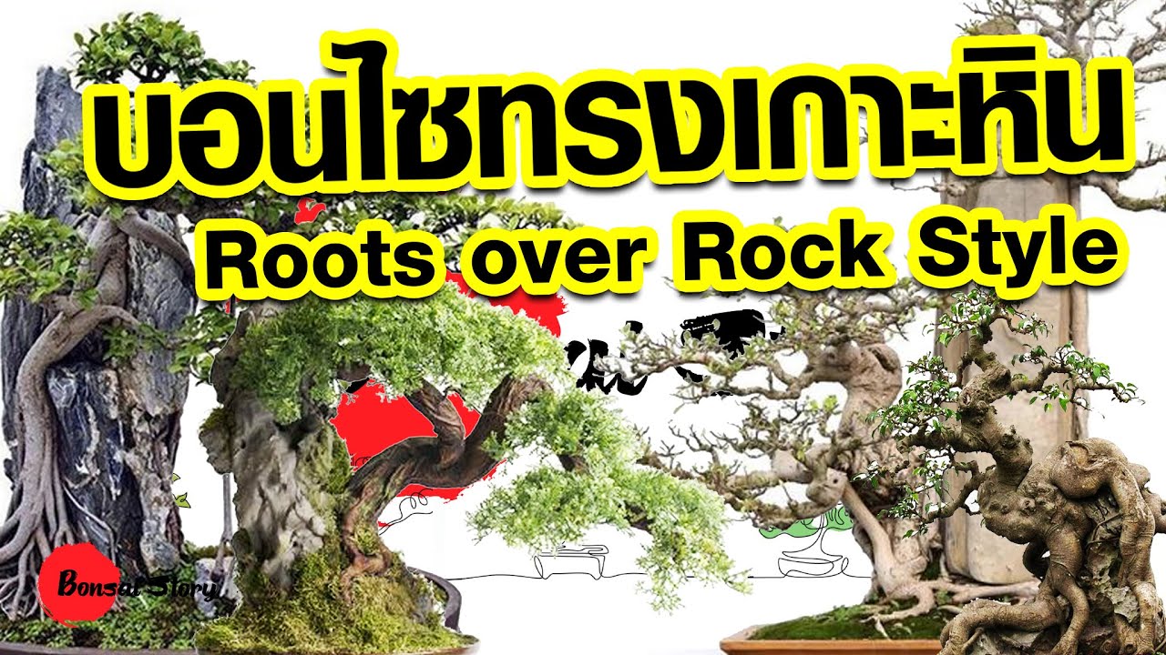 แนะนำ บอนไซทรงเกาะหิน Roots over Rock Style ดูเป็นแนวทางในการสร้างไม้ ...