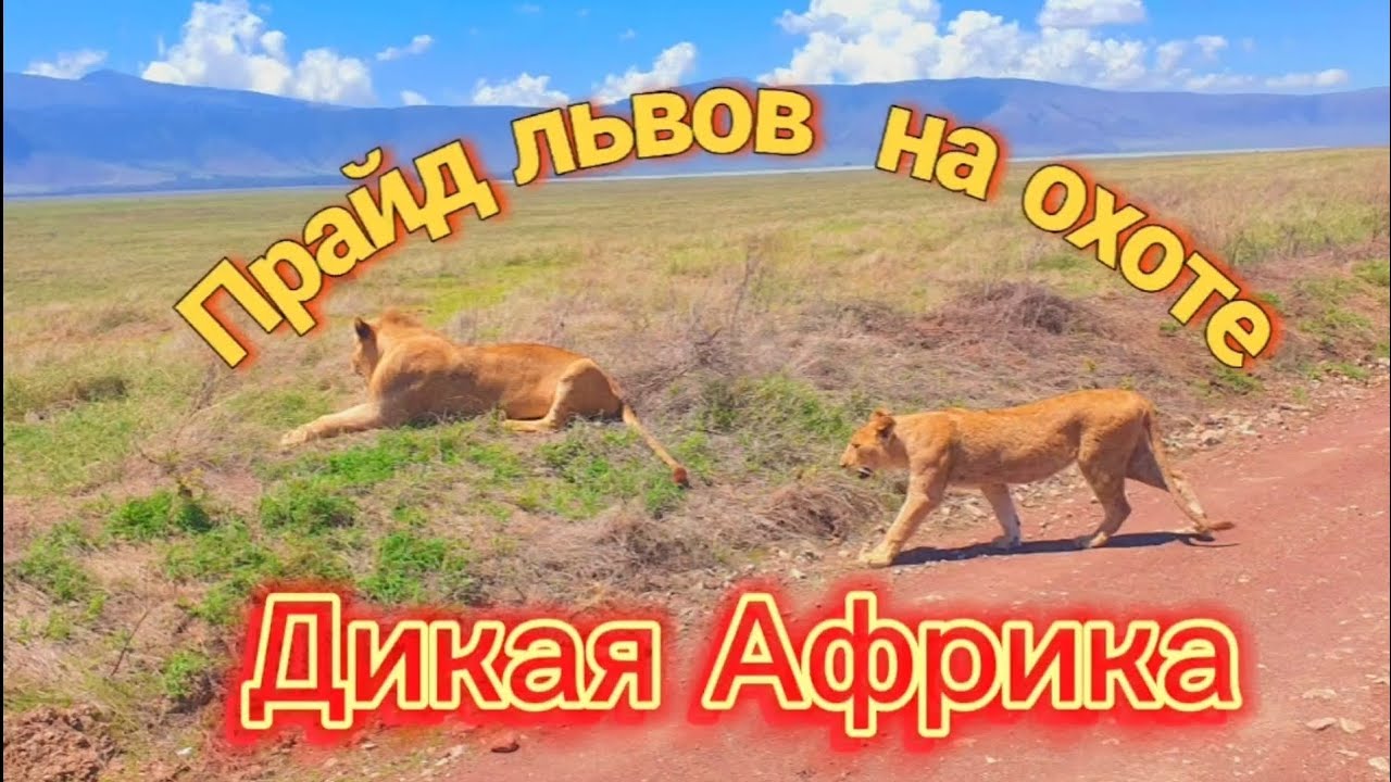 Сафари в национальных парках Африки Youtube
