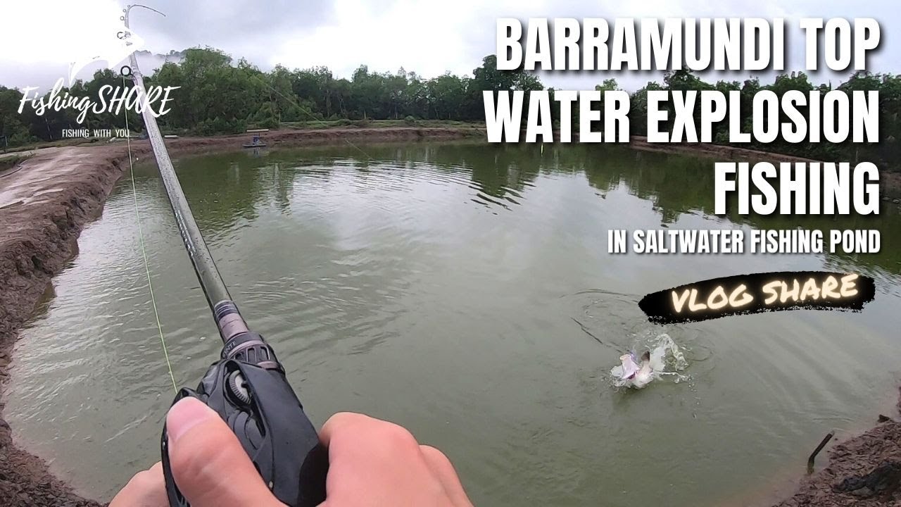 【FishingShare】金目鲈水面爆破/爆水 钓鱼在咸水钓鱼塘 | BARRAMUNDI TOP WATER EXPLOSION ...