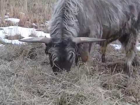 Silver Scottish Highland Bull and Red Cow - YouTube