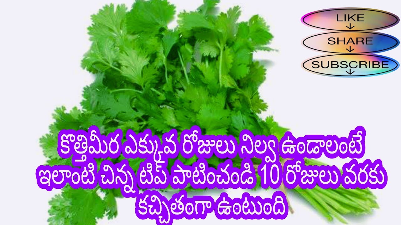 How To Store Kottimera #కొత్తిమీర నిలువ ఉండాలి అంటే చిన్న చిట్కా # ...