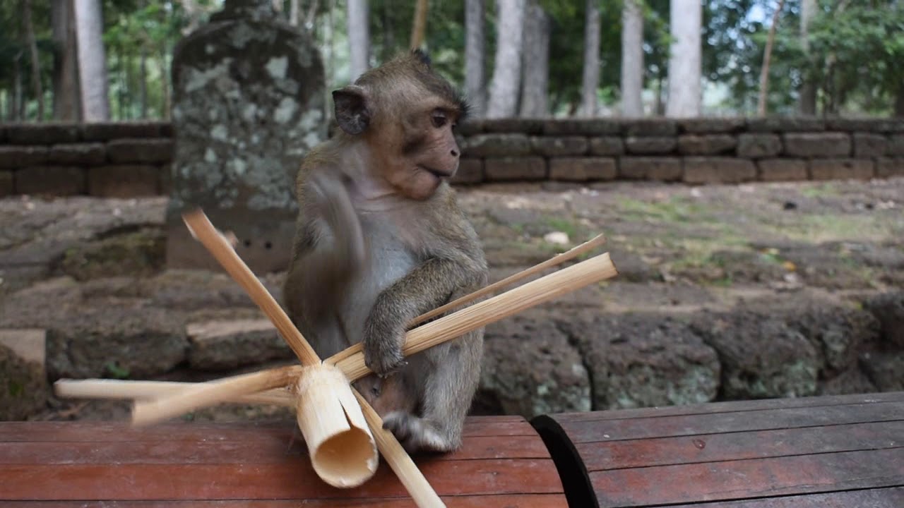 Monkey eats rice whichis cooked in bamboo tubes /akmonkeyzone/ - YouTube