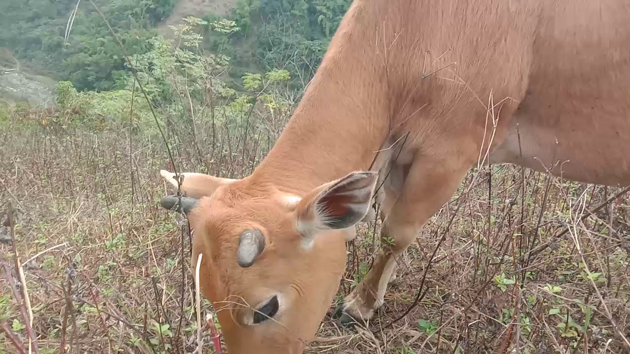 Nguj zoo nkauj - YouTube