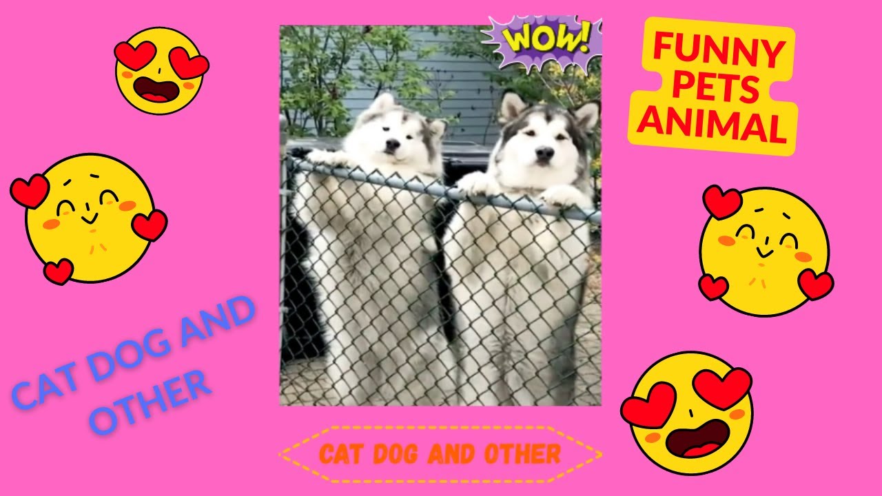 Funny pets animal Videos 463 cat, dog and other animals - YouTube