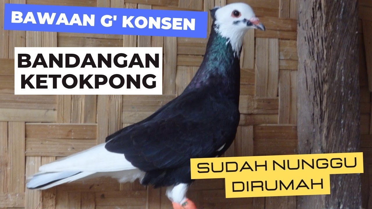 Bandangan Ketokpong Merpati Getakan Lombok. Bawaannya g' konsen ikut ...