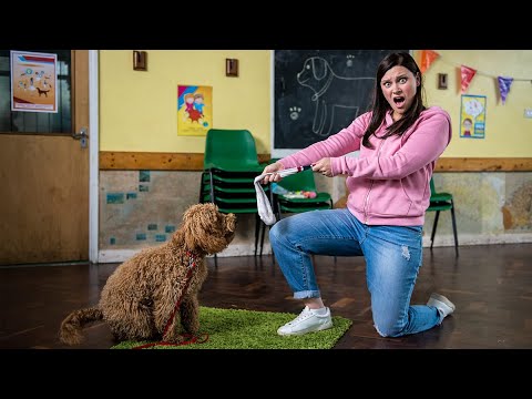 Waffle The Wonder Dog | Series 1 | Episode 8 | Training Waffle - YouTube