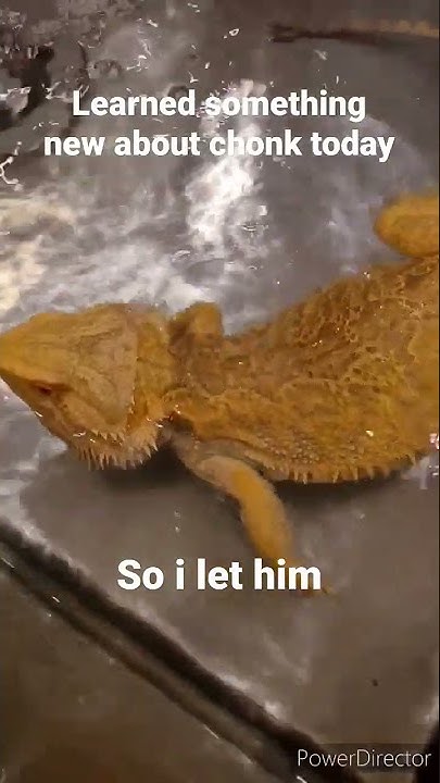 chonk likes to swim! #shorts #beardeddragon #lizard #beardie #reptile #pagona #CHONK - YouTube