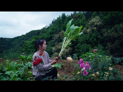 Growing Giant Swiss Chard from Sowing to Harvest!