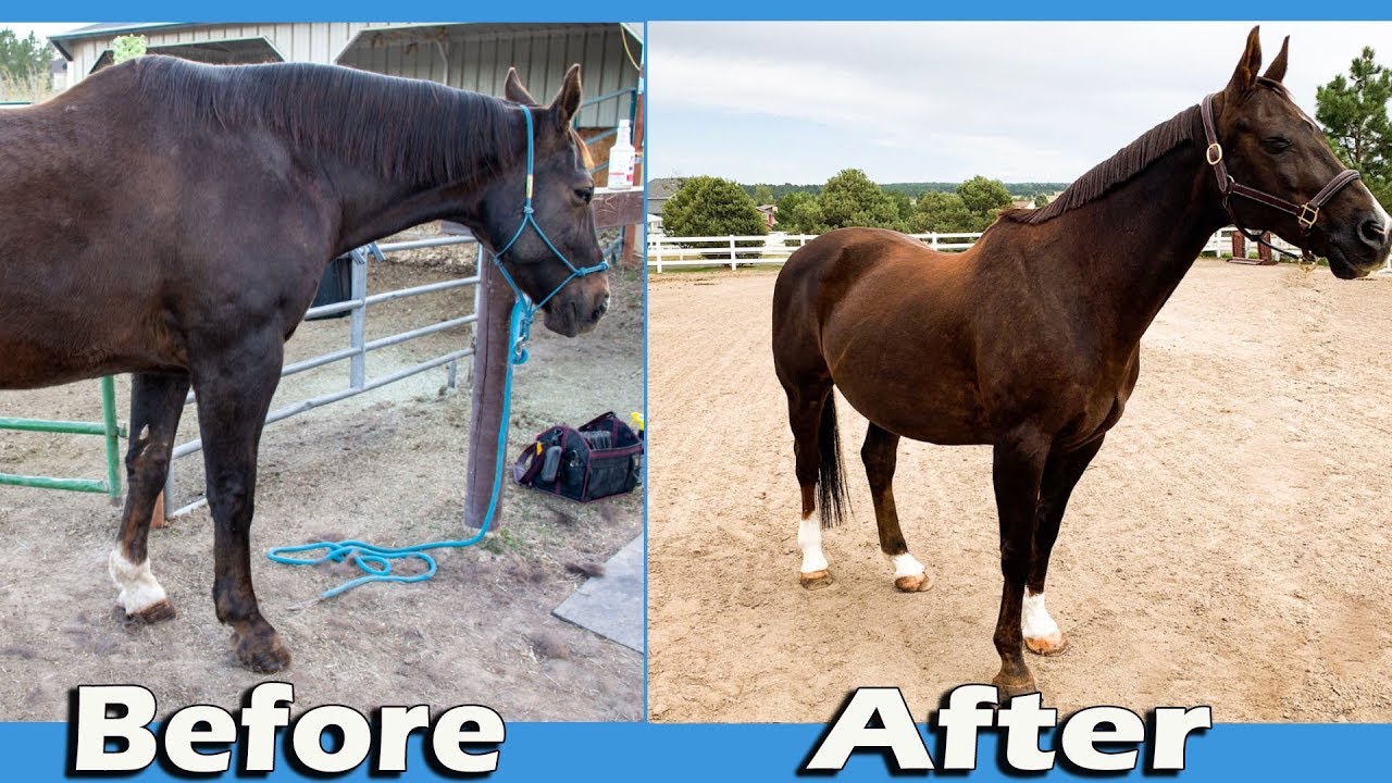 Giving My Horse A Makeover // Bathing, Braiding, Trimming - YouTube