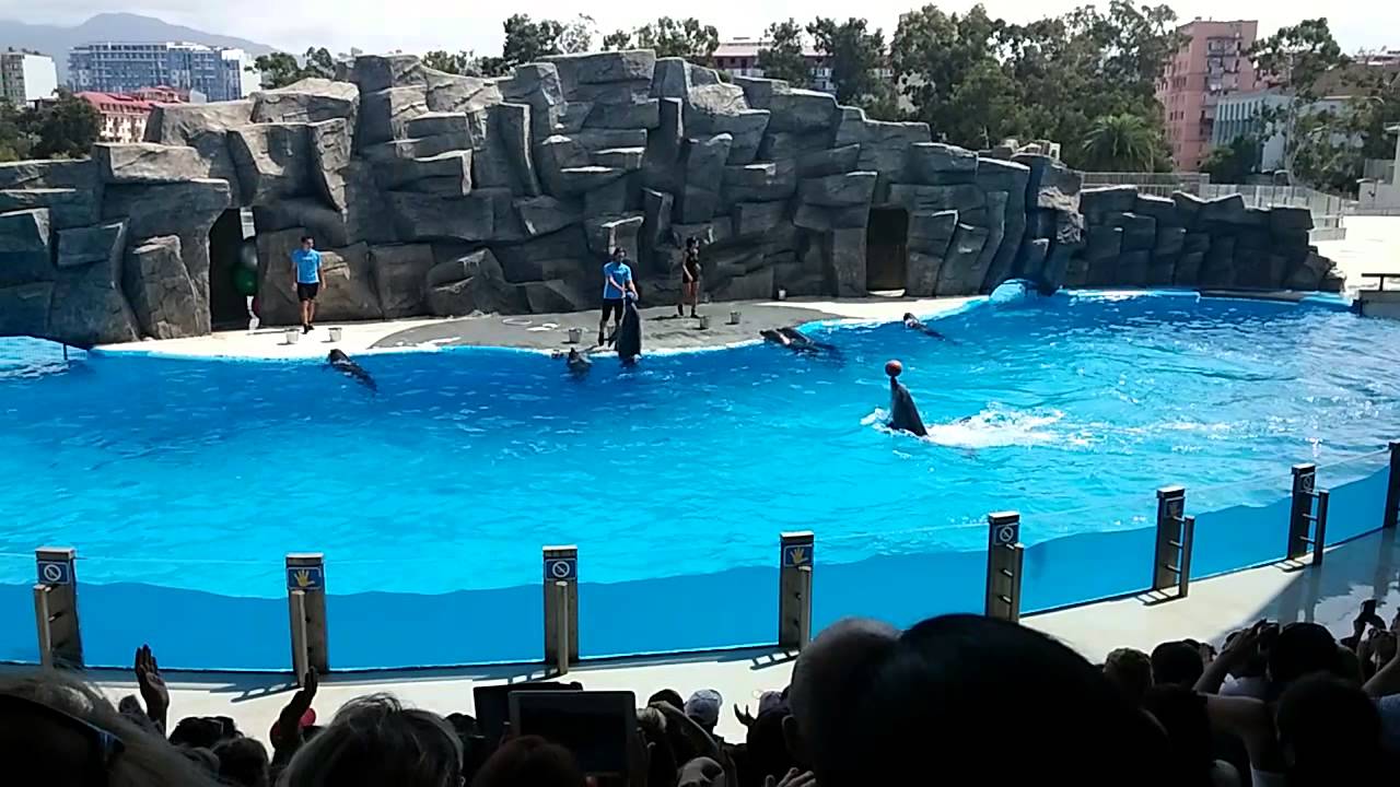 Batumi Dolphin Show part 2 - YouTube