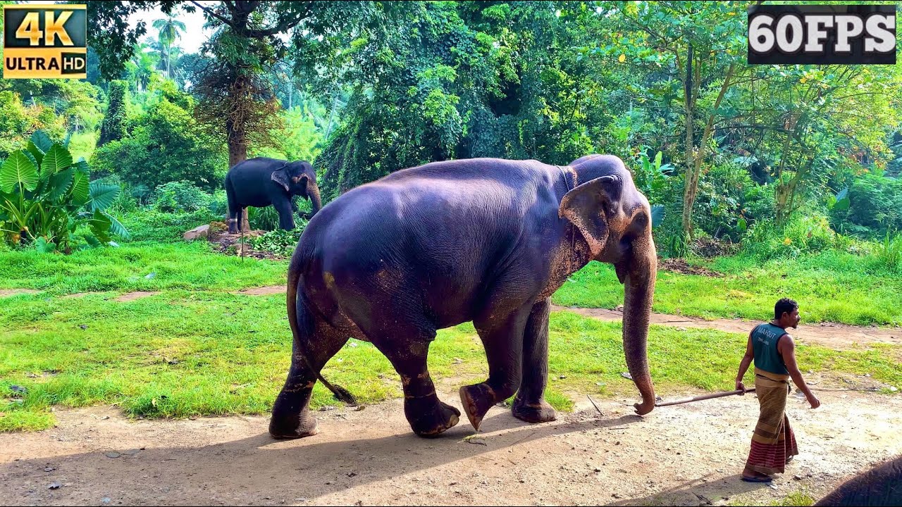 Show with elephants from Southeast Asia. Video 4K 60fps. - YouTube