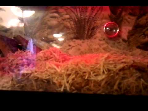 How to set up a sand boa tank - YouTube
