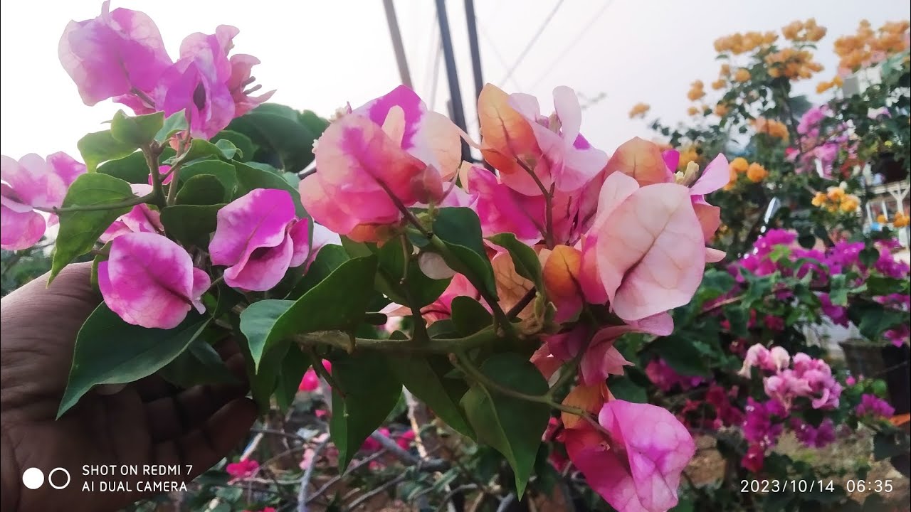 CARA MENAMBAH WARNA DENGAN CARA SAMBUNG PUCUK TANAMAN BUNGA BUGENFIL ...