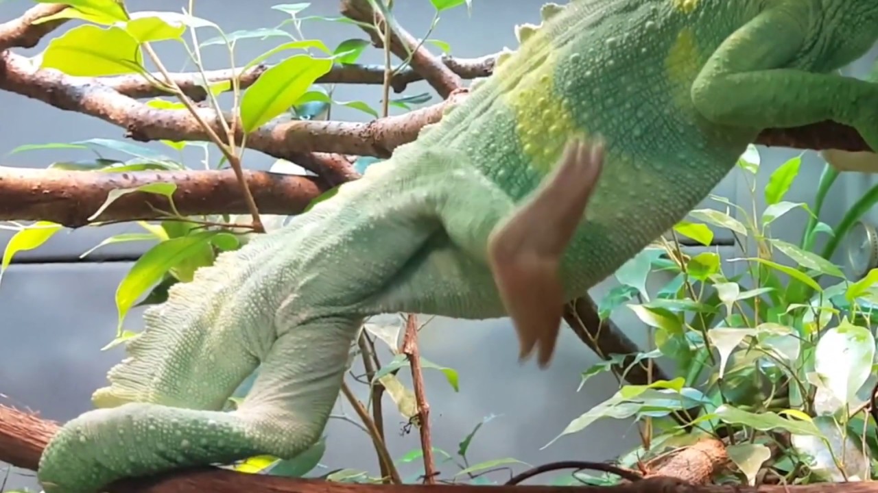 DANCING CHAMELEON || Very Funny Video))) - YouTube