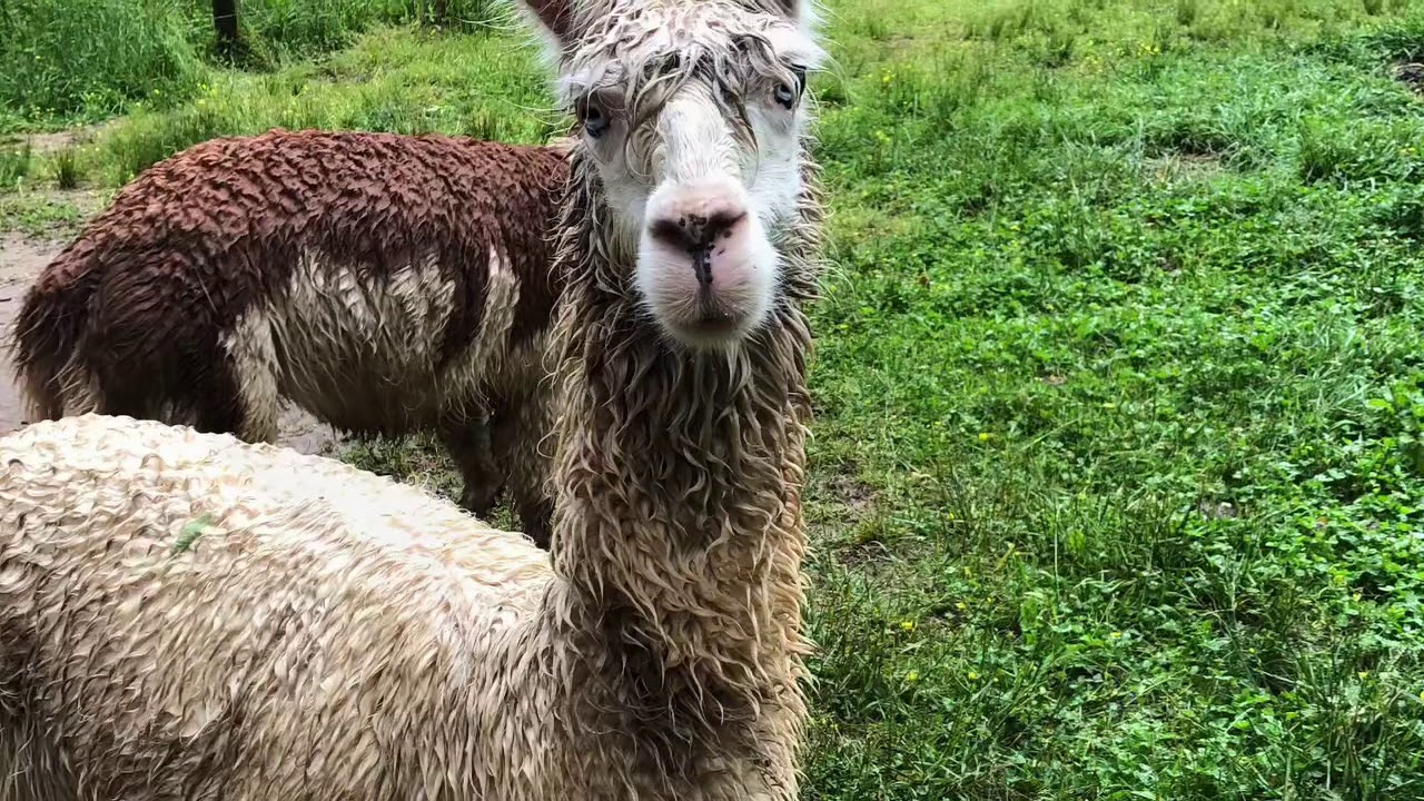 Alpaca Shearing Day - YouTube