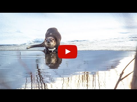 Amazing Otter Adaptations! - YouTube
