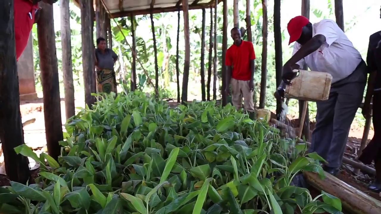 How Ag Biotech Will Be Changing Lives in 2030 - YouTube