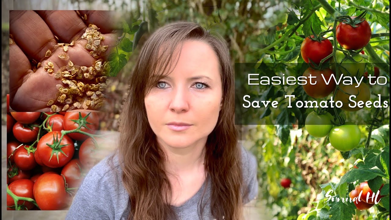 Easiest Way to Save Tomato Seeds - YouTube
