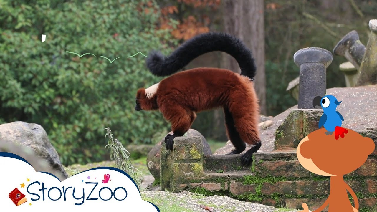 StoryZoo | Leer Over Rode Vari's | Korte Versie | Educatieve video's ...
