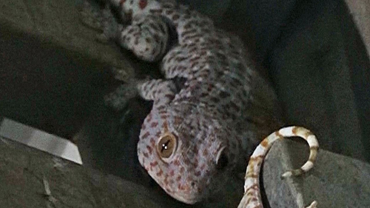 Gecko Effect | of Geckos | Tokay Gecko Big Size. New 00048 - YouTube