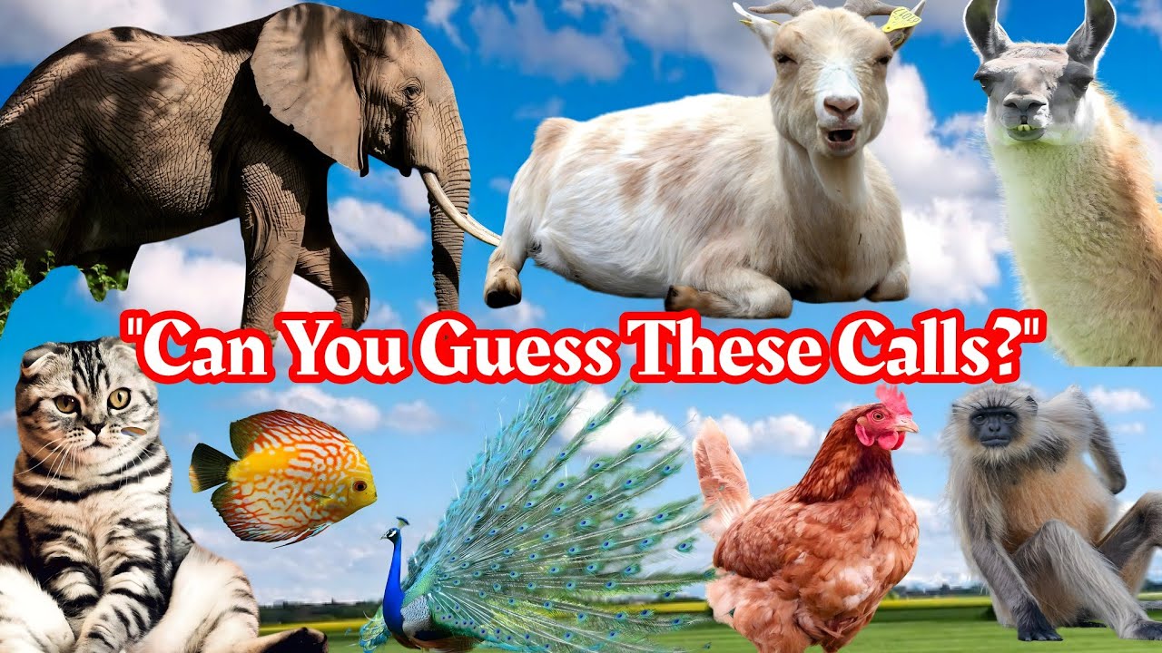 "Amazing Animal Calls: Panda, Cat, Chicken, Hippopotamus & More!" - YouTube