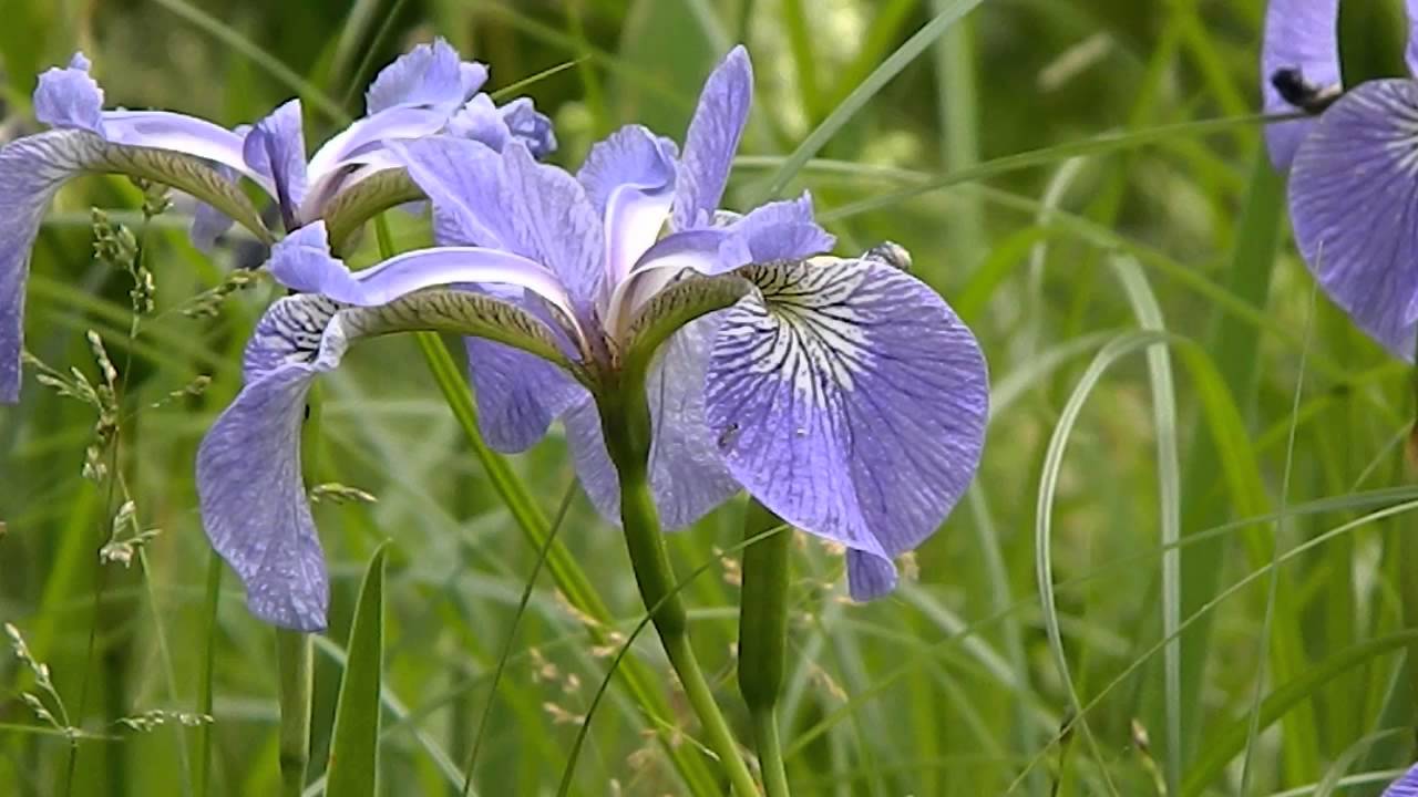 Iris setosa - YouTube
