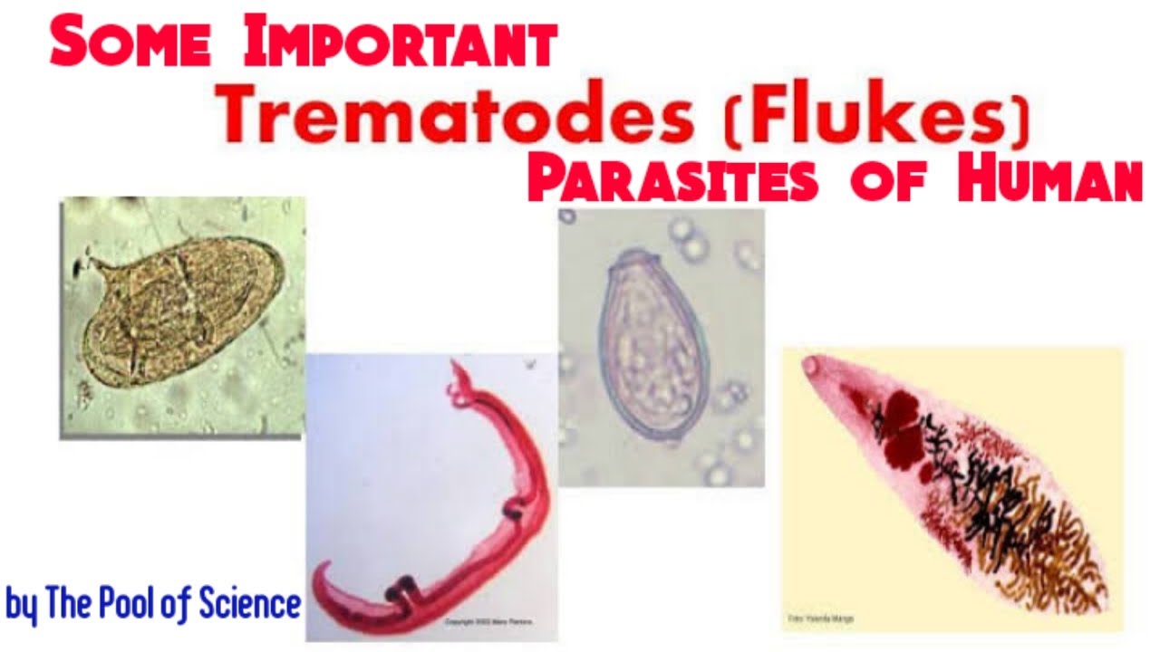 B.Sc,ADP,B.S Zoology-B|Some Important Trematode Parasites of Human by ...