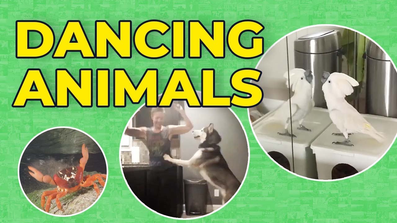 Top 10 Dancing Animals - YouTube