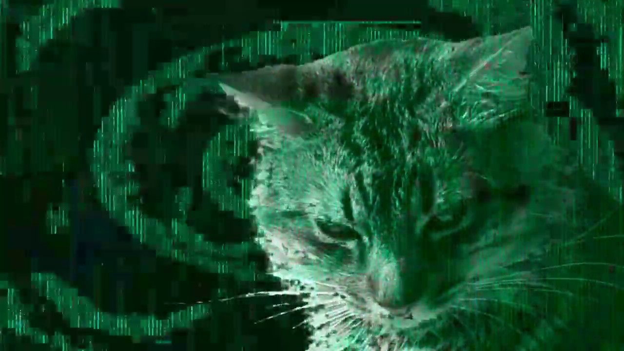 cat in matrix - YouTube