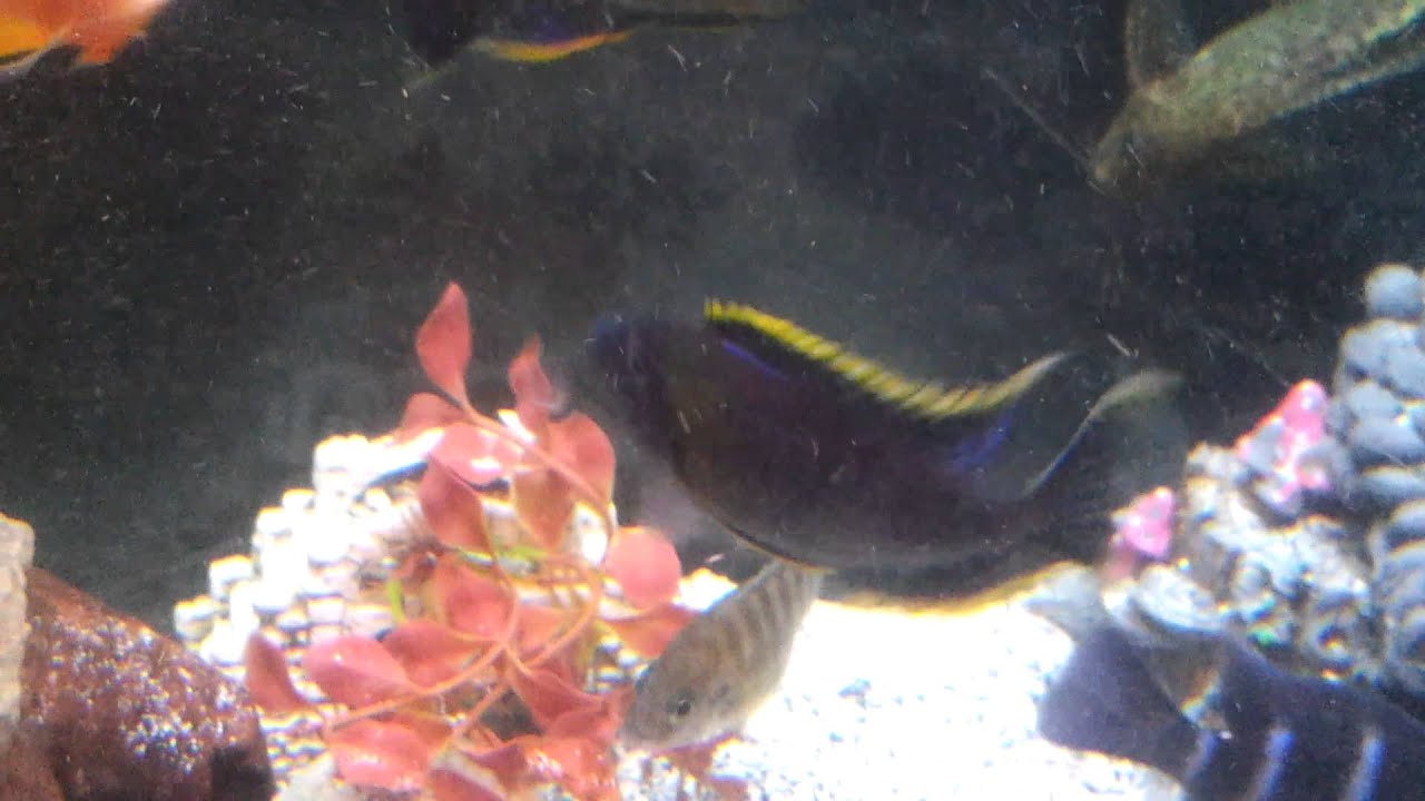 Lwanda fight aulonocara african cichlids peacocks - YouTube