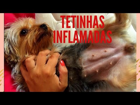 Cadela com tetinhas duras roxas e inflamadas pós cio - Mastite- Dica Caseira- Chá de Salsinha